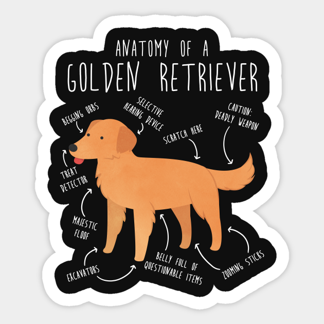 Golden Retriever Anatomy - Golden Retriever - Sticker | TeePublic
